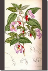 Flor perico | Trato o truco